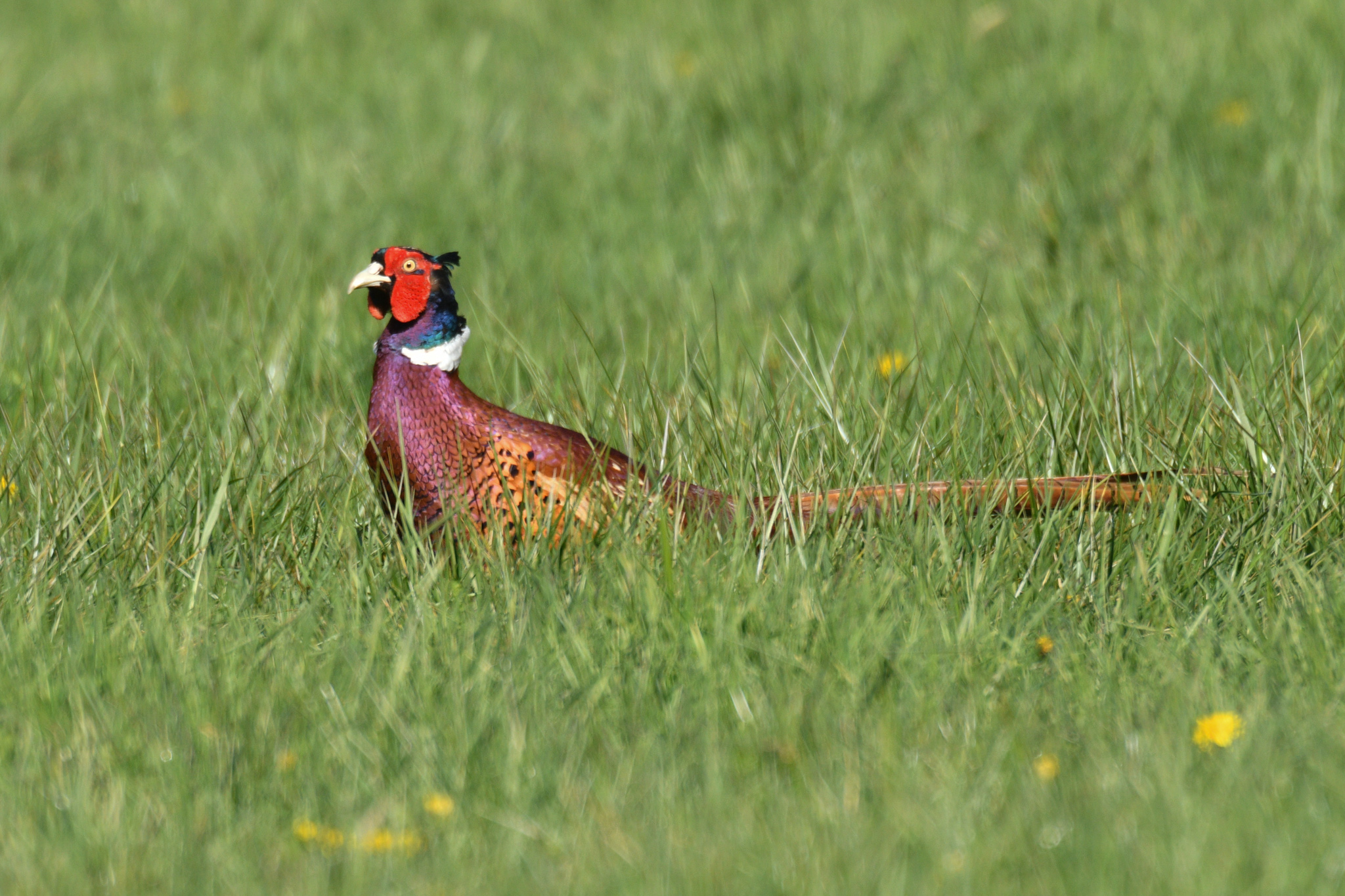 Male Pheasant | Restoring London's Lost Route to the Sea