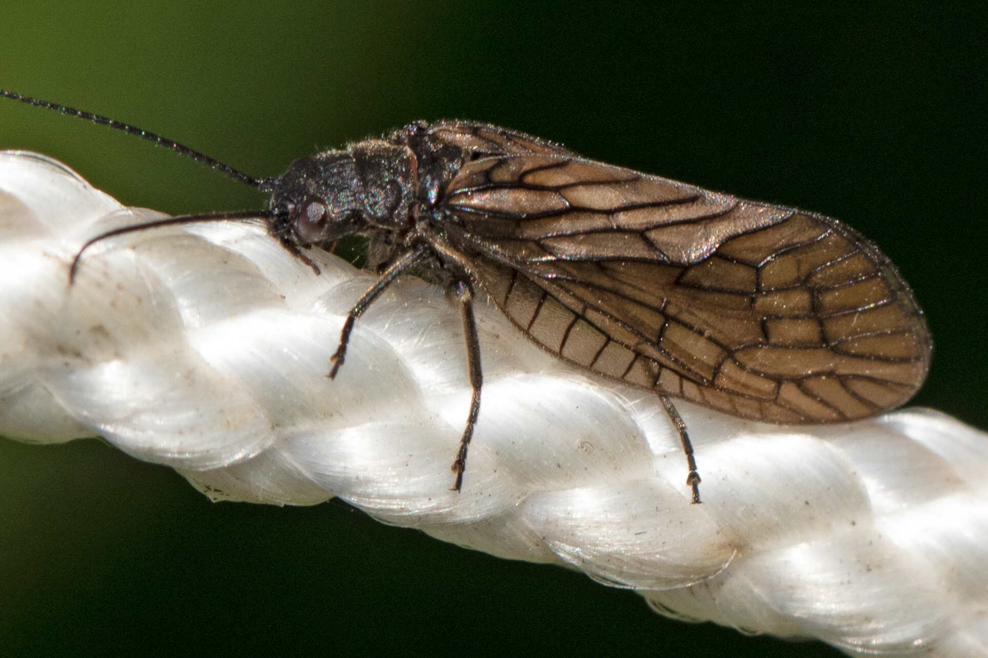 Alder fly | Restoring London's Lost Route to the Sea